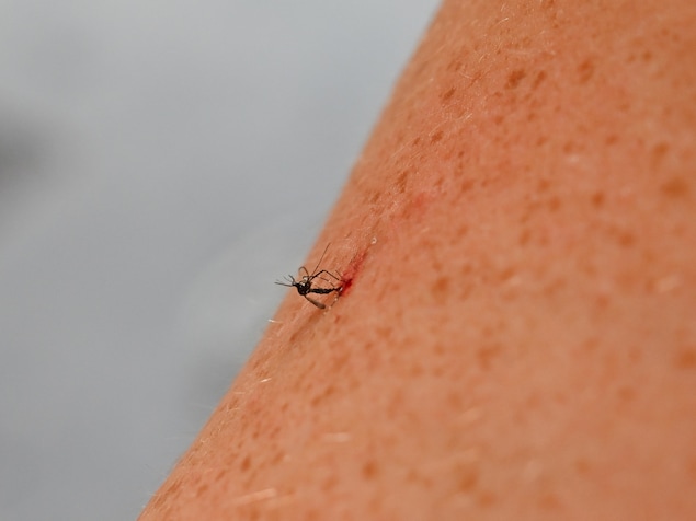 Oui, les maringouins piquent plus certaines personnes | Brève | Radio ...