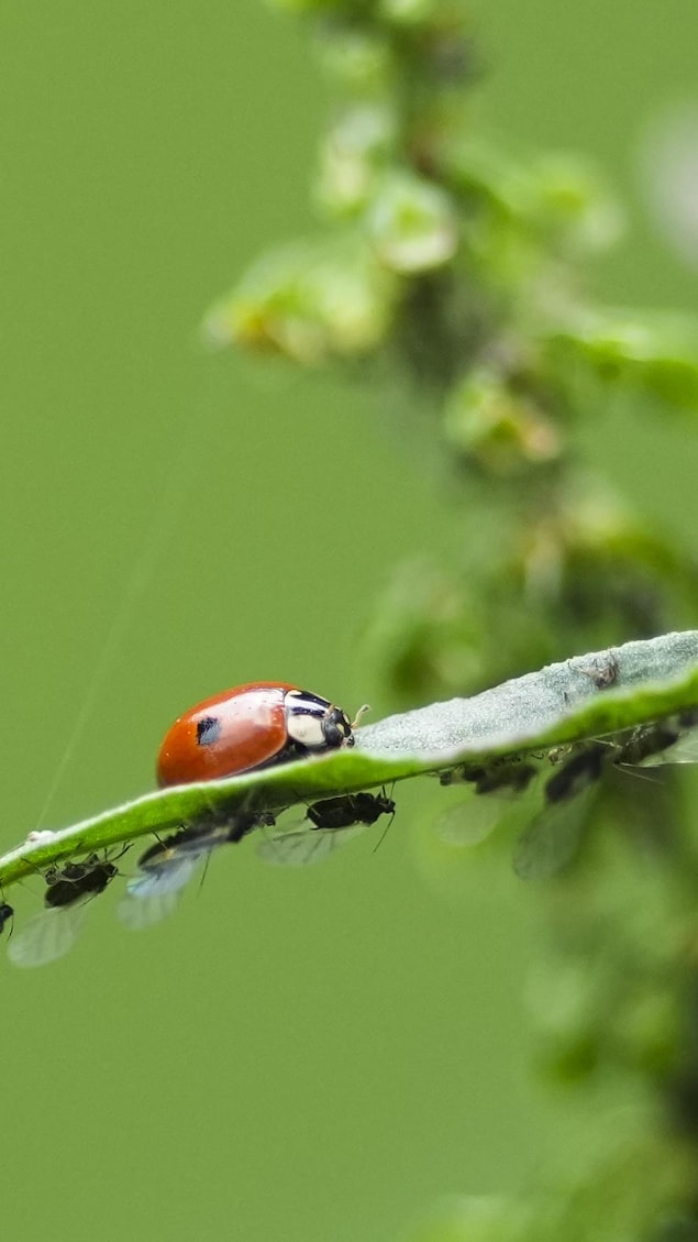Pourquoi voit-on autant de coccinelles ces jours-ci? | Brève | Radio-Canada