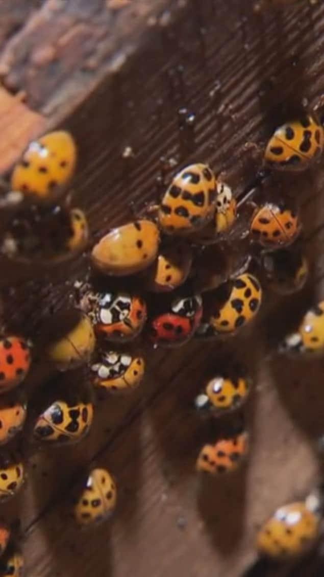 Pourquoi voit-on autant de coccinelles ces jours-ci? | Brève | Radio-Canada