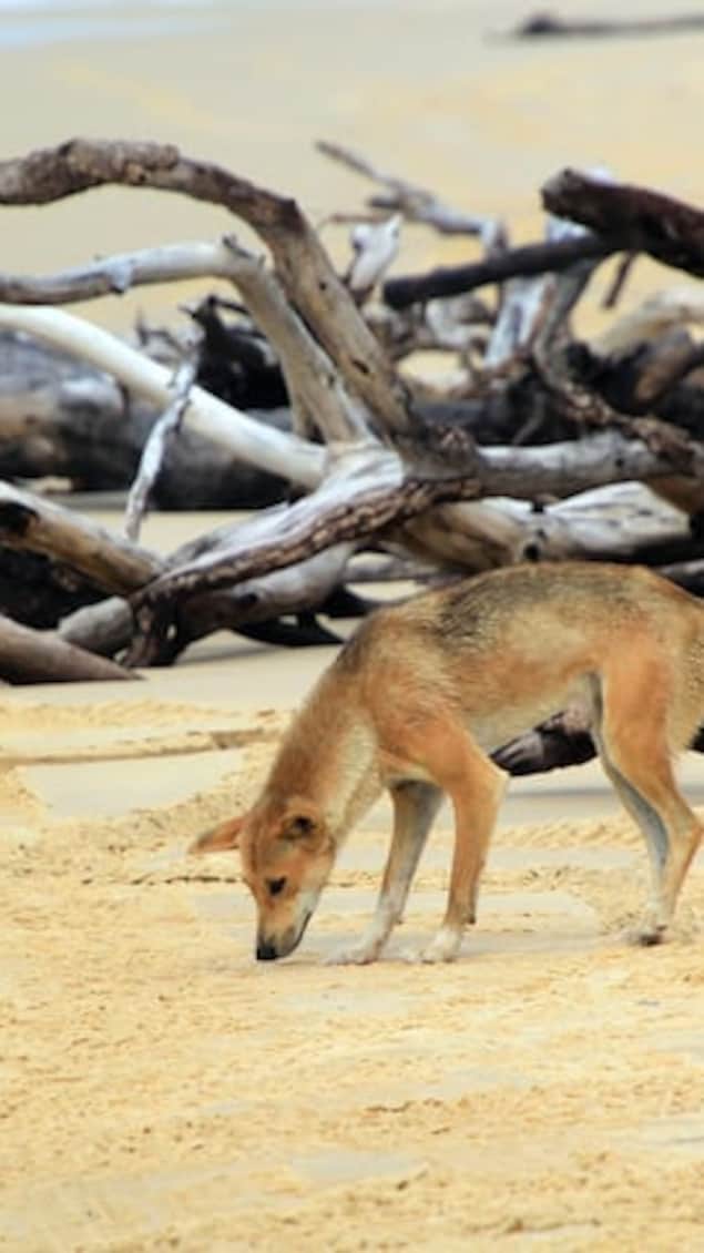 Les dingos n’ont pas tué cette Canadienne en Australie | En bref ...