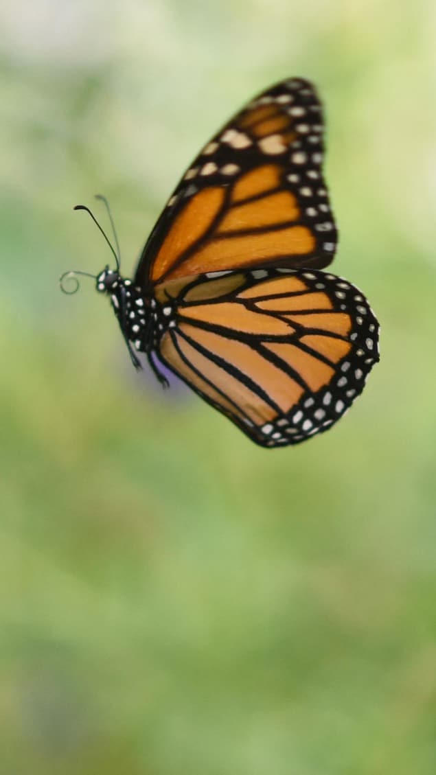 Vous avez vu un monarque? La science a besoin de vous! | Brève | Radio ...