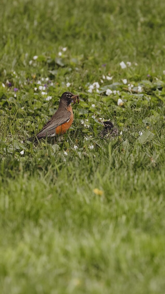 Le gazon est long et c’est voulu! | Brève | Radio-Canada