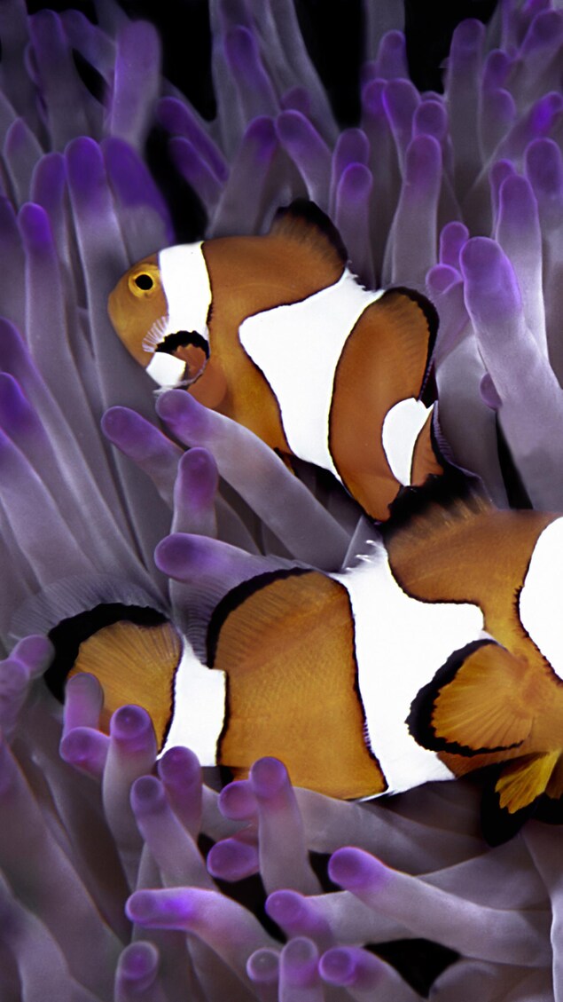 Les poissons-clowns savent compter | Brève | Radio-Canada