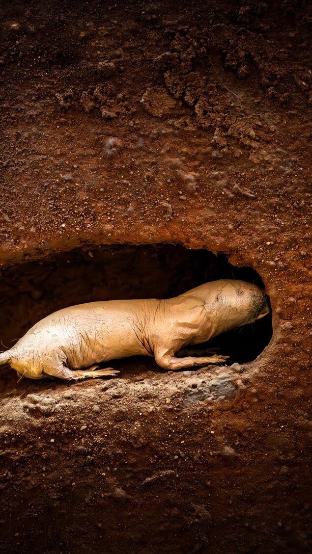 Le secret de la longévité du rat-taupe nu se révèle | Brève | Radio-Canada