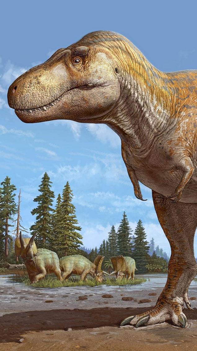 Ce tyrannosaure serait un proche parent de T. rex | Brève | Radio-Canada