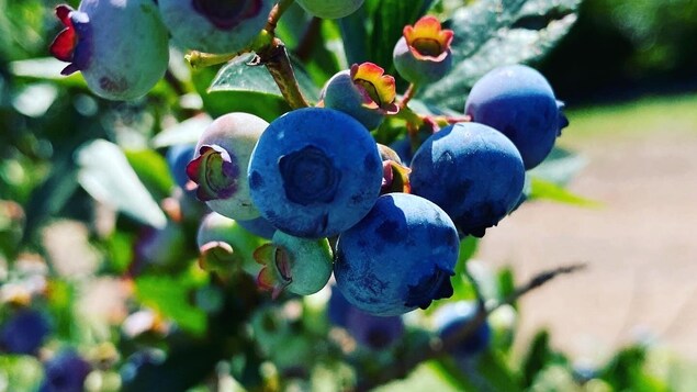 Un virus menace les bleuets dans des fermes de la Colombie-Britannique ...