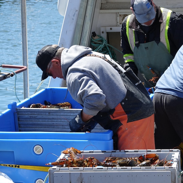 On vous explique la saga de la pêche au homard au N.-B. | Brève | Radio ...
