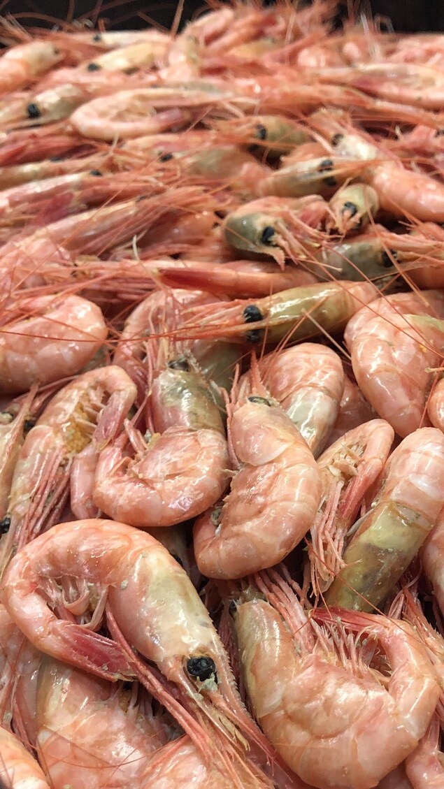 La crevette nordique en péril