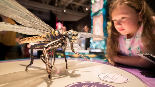 Les bibittes dévoilent leurs superpouvoirs au Musée canadien de la ...