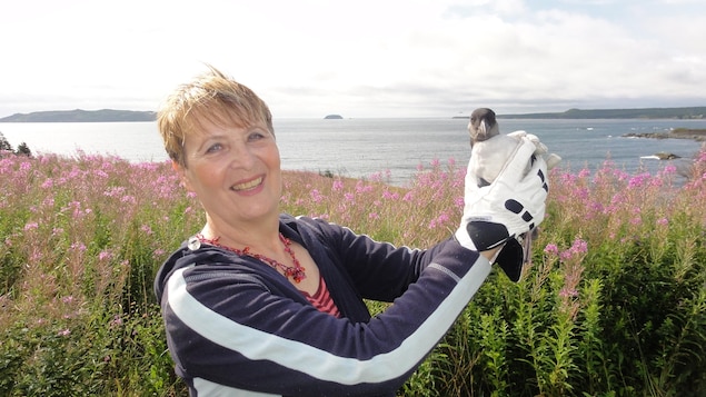 À la rescousse des bébés macareux | Radio-Canada.ca