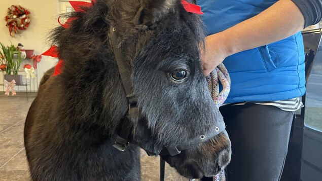 Rencontrez Ti-Loup, le poney qui fait du bien aux personnes âgées | Radio-Canada