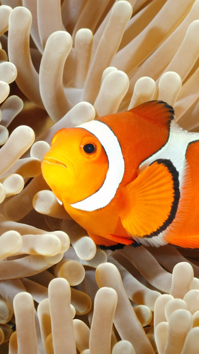 Les poissons-clowns savent compter | Brève | Radio-Canada