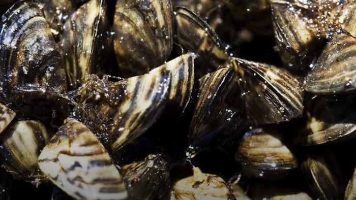 La moule zébrée découverte dans la région de Fredericton | Radio-Canada