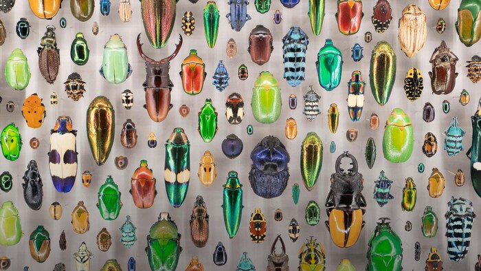 35 ans de l’Insectarium : émerveiller pour protéger | Radio-Canada