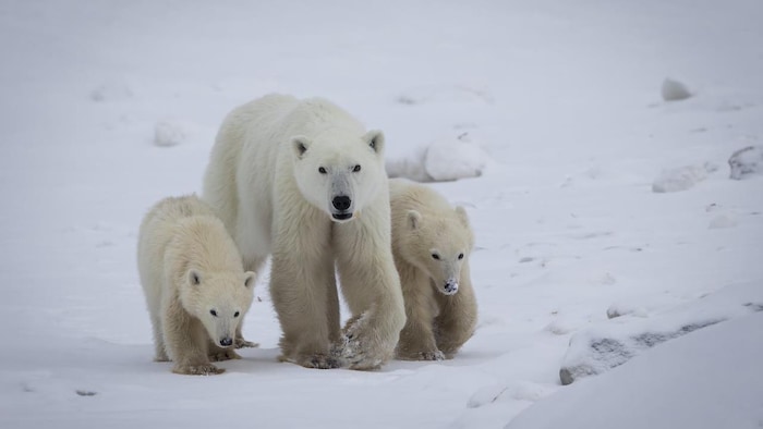 Le manque de glace modifie le comportement des ours polaires, selon des ...