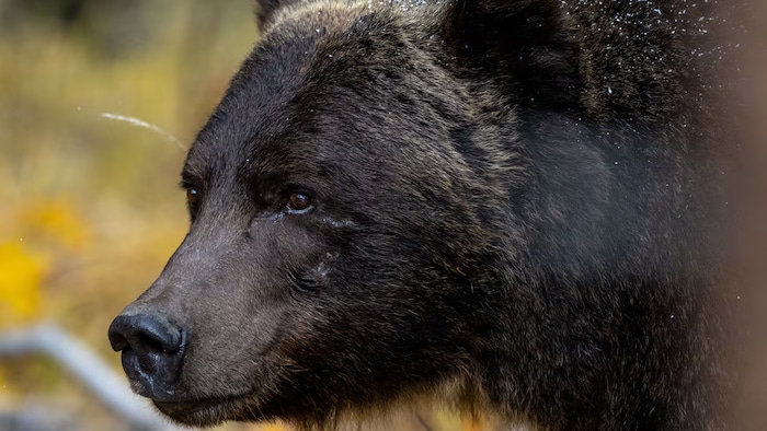 Le roi des grizzlis de Banff a maintenant un compétiteur | Radio-Canada