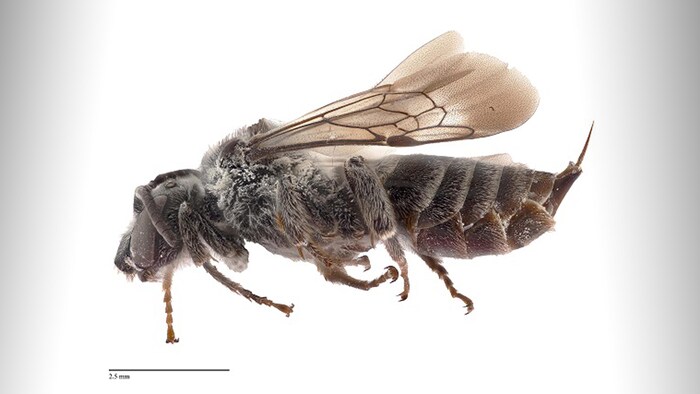 L’abeille-coucou de Macropis refait surface en Saskatchewan après plus ...