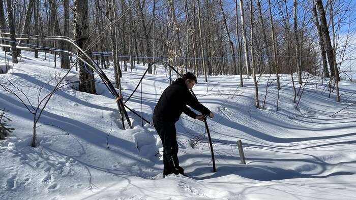 Terres publiques : les acériculteurs pressent Québec de dévoiler son ...