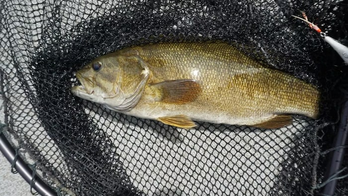 Un projet d’éradication de l’achigan dans le bassin de la Miramichi est ...