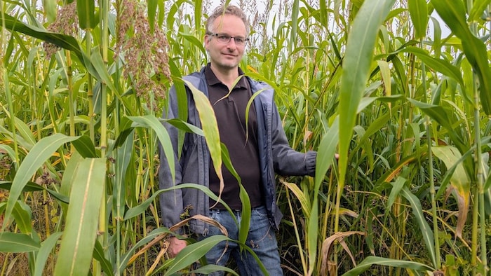 Une plante hybride au secours des cultivateurs d’orge et de soja ...