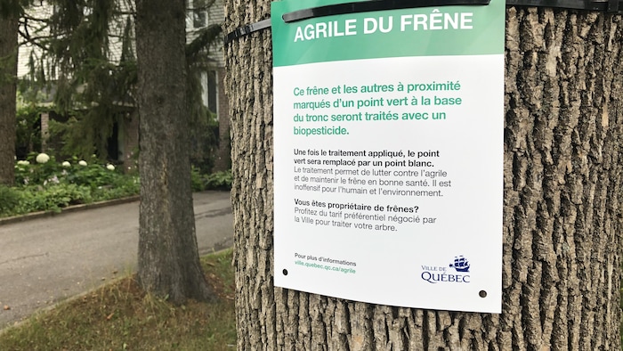 L'agrile du frêne se propage dans 17 quartiers de Québec | Radio-Canada