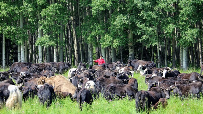 De l’Himalaya à l'Alberta : les yaks populaires parmi les gourmets ...