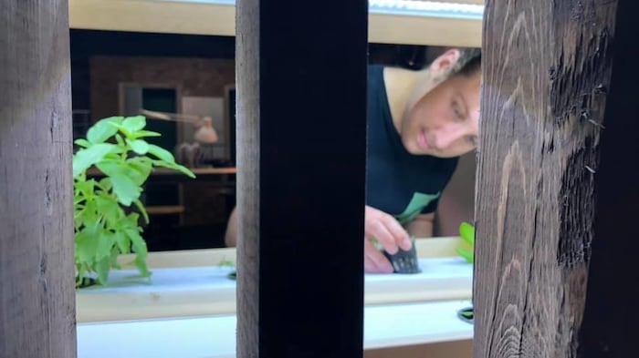 Enjoliver les systèmes hydroponiques avec des meubles rétro | Radio-Canada