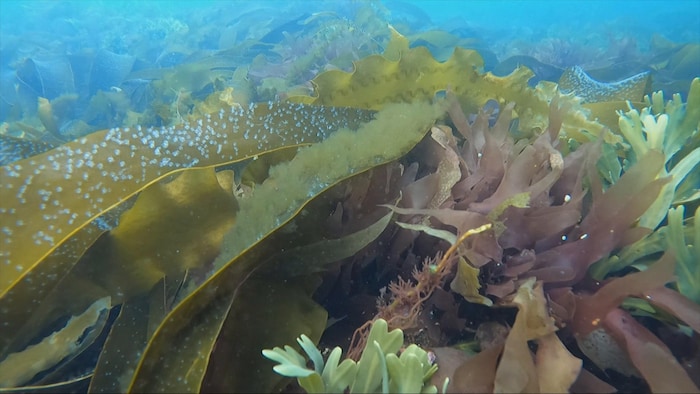 Les algues, précieuses alliées du Saint-Laurent | Radio-Canada