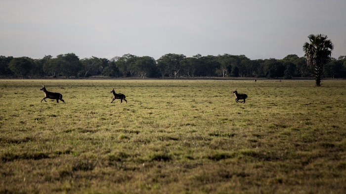 Les plaines dans le monde sont menacées, alerte l’ONU | Radio-Canada