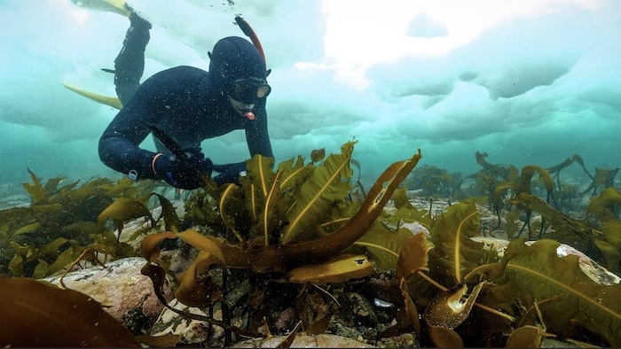 Les règles qui entourent la récolte d’algues au Québec pourraient être ...