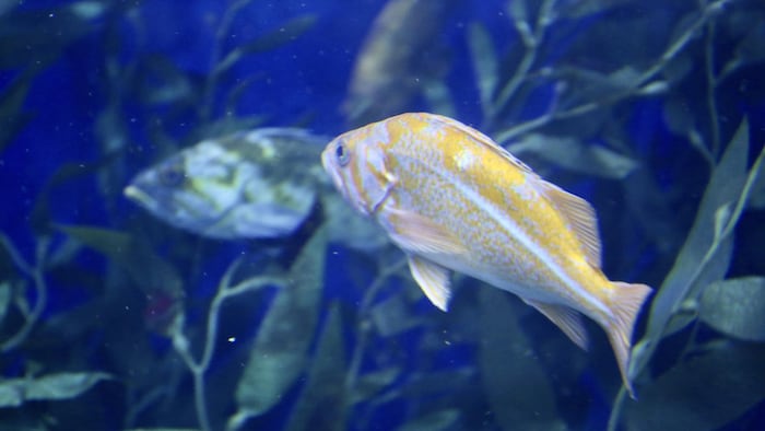 Une plongée dans l’histoire de l’Aquarium du Québec | Radio-Canada