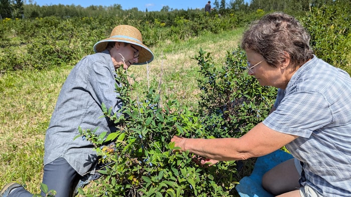 Un producteur veut faire découvrir la camerise et ses variétés | Radio ...