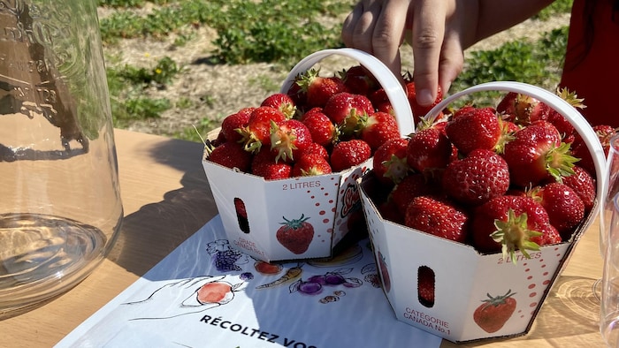 Un « très bon début de saison » pour l’autocueillette | Radio-Canada