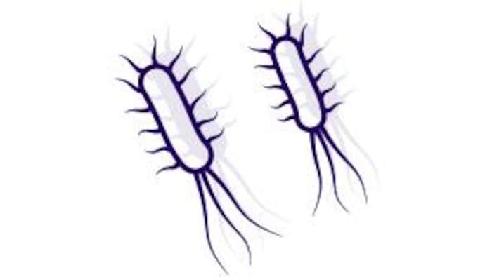 L’ulcère de Buruli : une maladie tropicale négligée aux conséquences ...