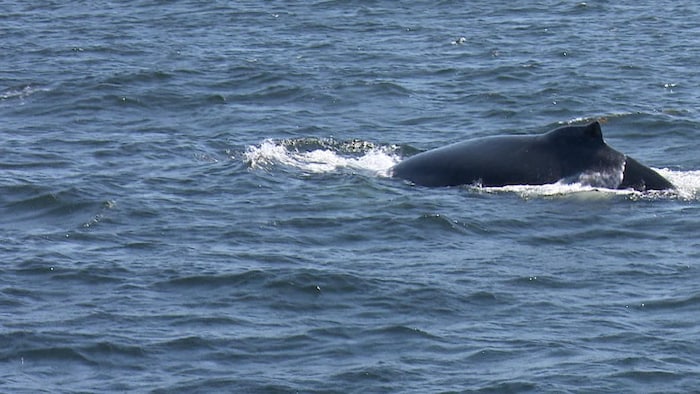 Les baleines s'offrent en spectacle dans la baie de Gaspé | Radio-Canada