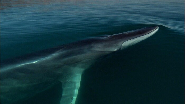 Le transport de GNL sur la côte ouest tuera davantage de baleines ...