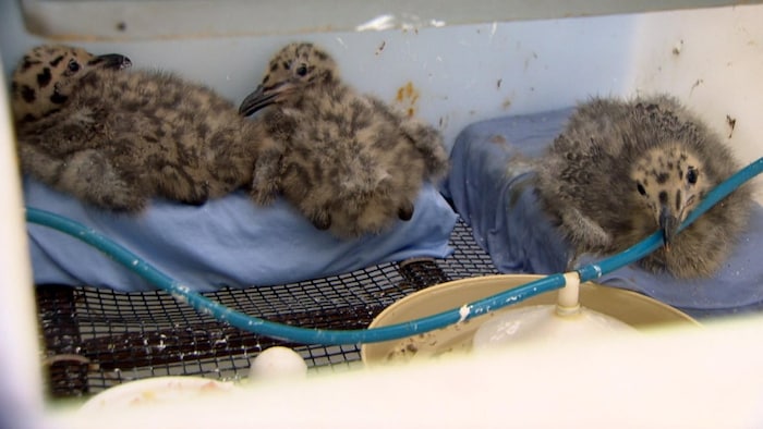 Des bébés mouettes sauvés après avoir sauté de toits trop chauds à ...