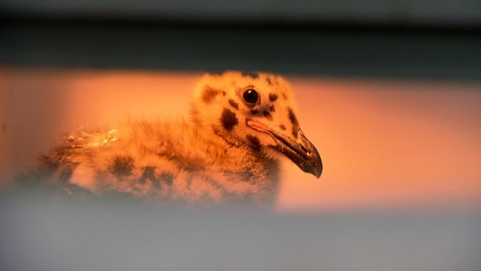 Des bébés mouettes sauvés après avoir sauté de toits trop chauds à ...
