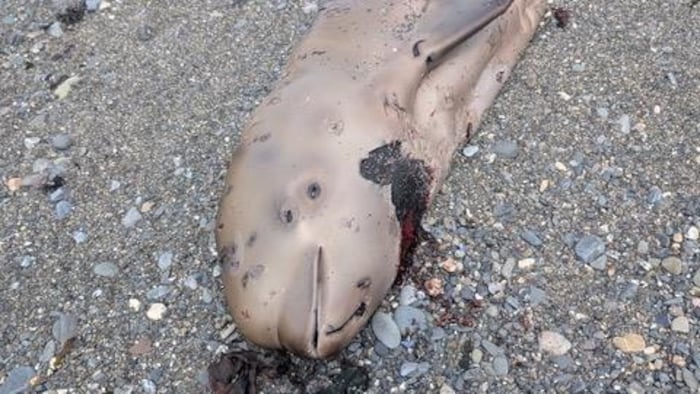 Un 11e béluga mort découvert en 2025 sur les berges du Saint-Laurent ...