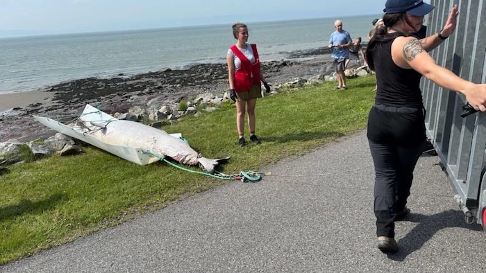 Un 10e béluga mort retrouvé sur les berges du Saint-Laurent | Radio-Canada