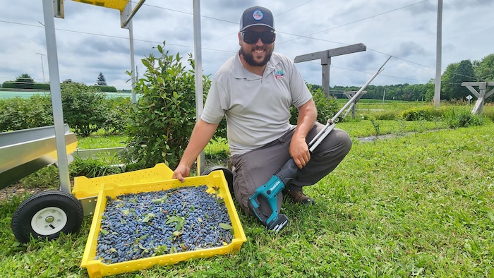 Surmonter sa malvoyance et cultiver la camerise autrement | Radio-Canada