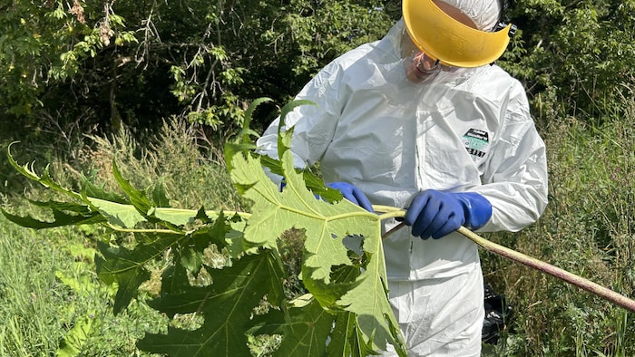 300 000 plants de berces du Caucase éradiqués dans Chaudière-Appalaches ...