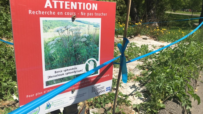 Des plantes exotiques envahissantes se propagent en Gaspésie | Radio-Canada