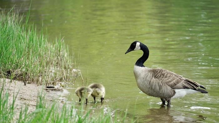 Des conseils pour les promeneurs qui croisent des bernaches agressives ...