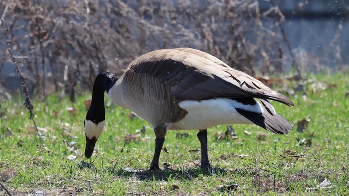 Des conseils pour les promeneurs qui croisent des bernaches agressives ...