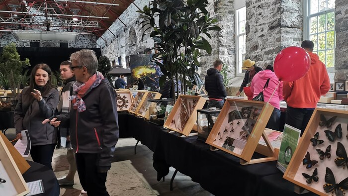 Découvrir les insectes à la Pulperie de Chicoutimi | Radio-Canada