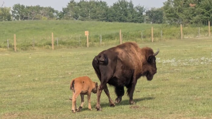 L’homme inculpé pour une chasse au bison illégale dit qu’il pensait en avoir la permission ...