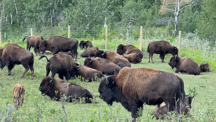 Chasse au bison illégale : une participante regrette de s’être fait ...