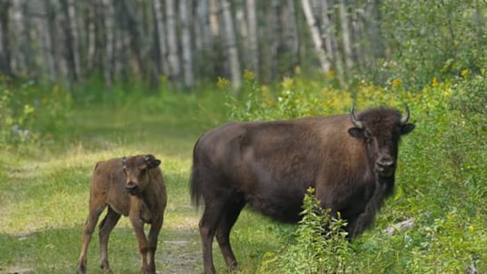 Le troupeau de bisons du parc national du Canada de Prince Albert en ...