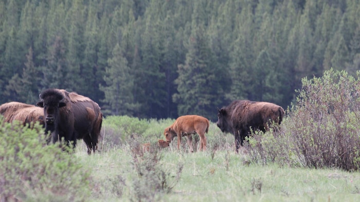 Réintroduction du bison dans l’Ouest : des succès et des défis | Radio ...